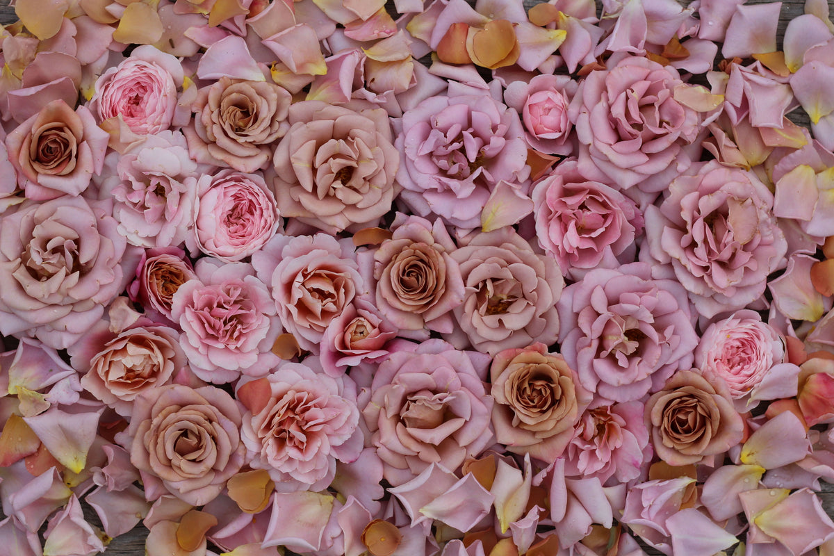GARDEN ROSE COLLECTION – ANTONIO VALENTE FLOWERS
