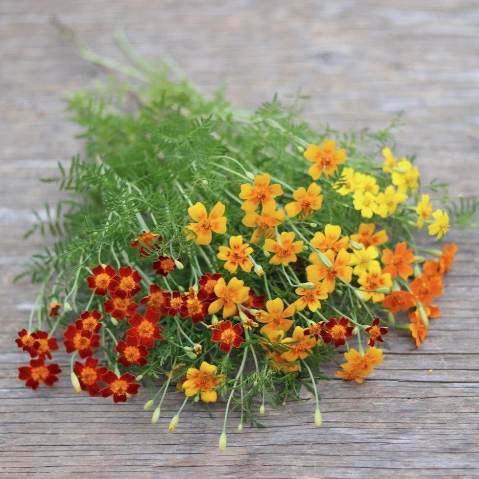 Marigold 'Starfire Mix' – ANTONIO VALENTE FLOWERS