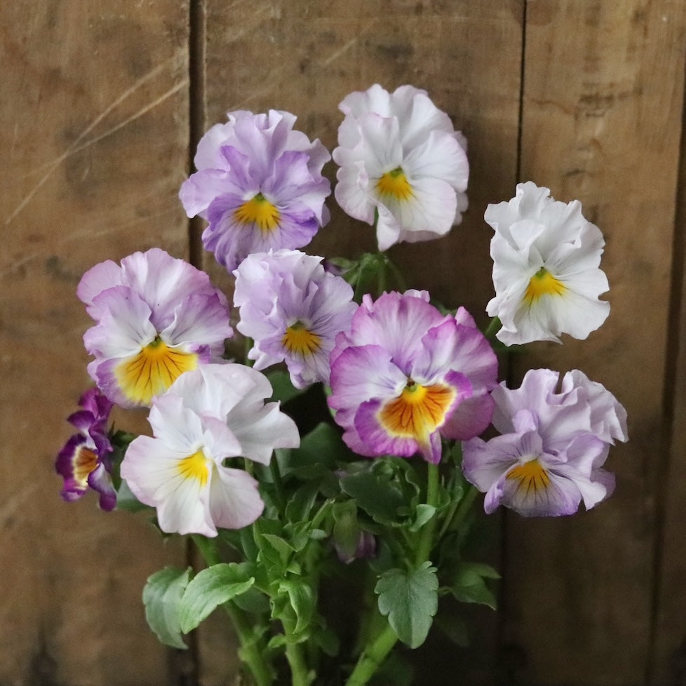 Pansy 'Azure Limonette' – ANTONIO VALENTE FLOWERS