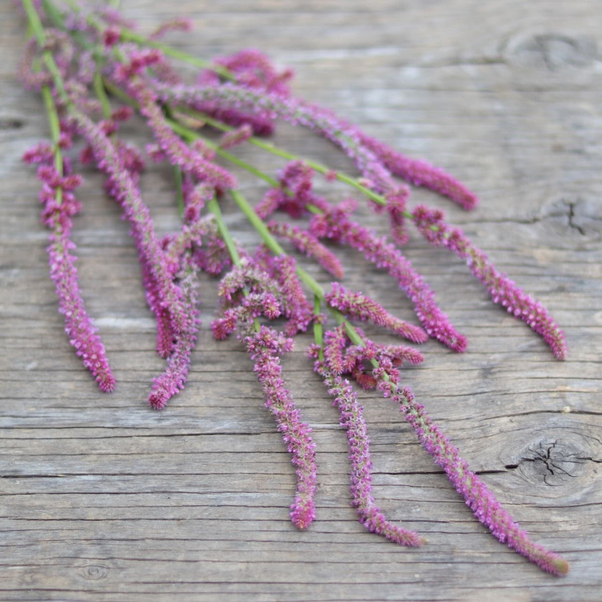 Statice 'Rat Tail' – ANTONIO VALENTE FLOWERS