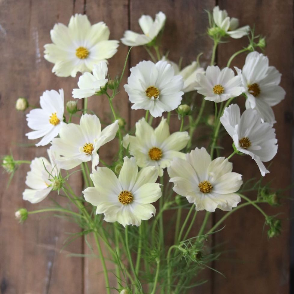 Cosmos 'Limelight' – ANTONIO VALENTE FLOWERS