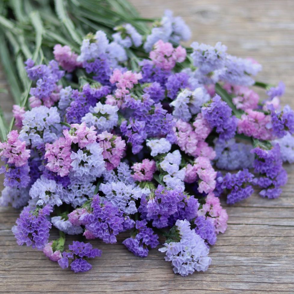 Statice 'Pastel Mix' – ANTONIO VALENTE FLOWERS
