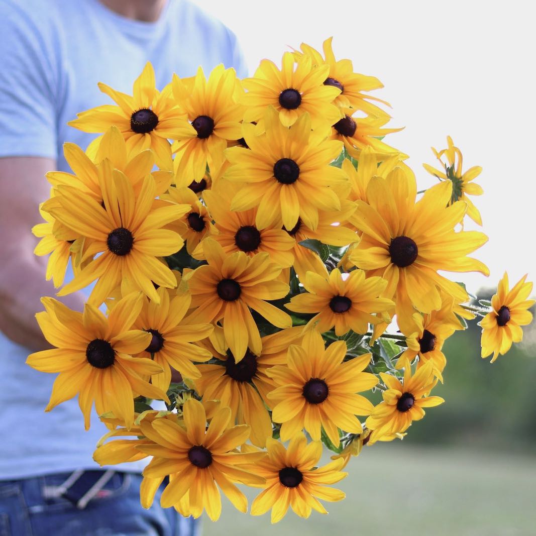 Black Eyed Susan 'Indian Summer' – ANTONIO VALENTE FLOWERS