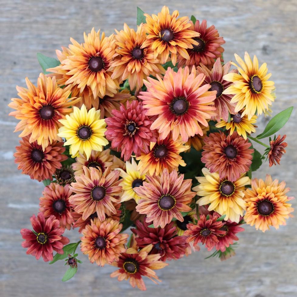 Black Eyed Susan 'Sahara' – ANTONIO VALENTE FLOWERS