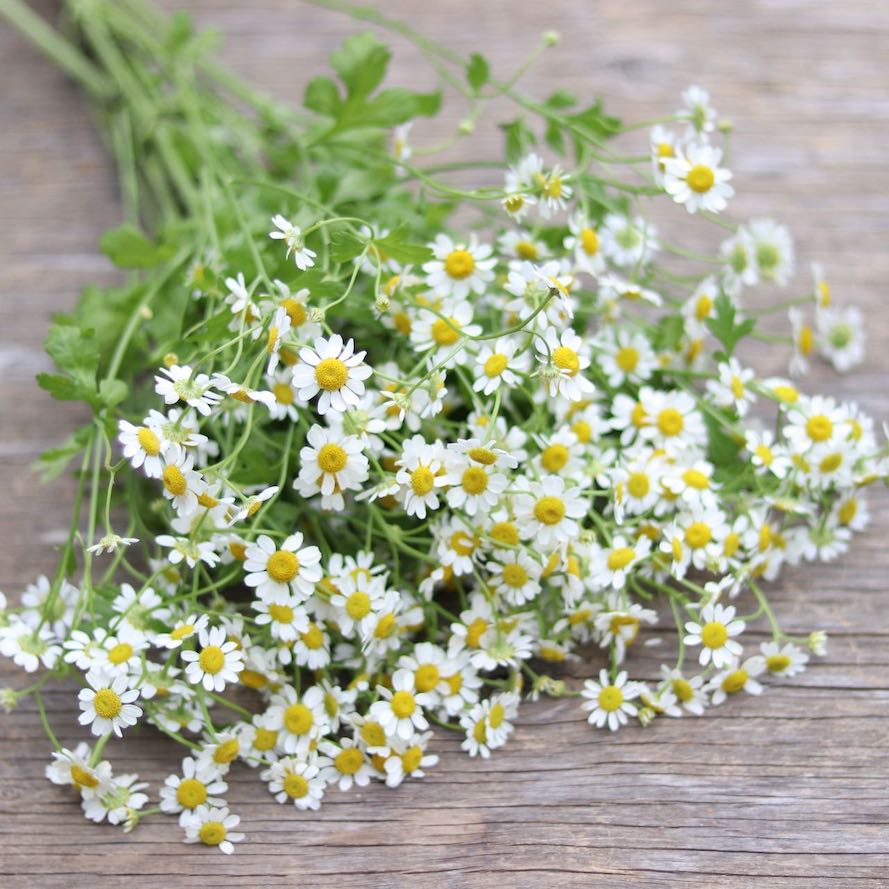 Feverfew 'Vegmo Single' – ANTONIO VALENTE FLOWERS