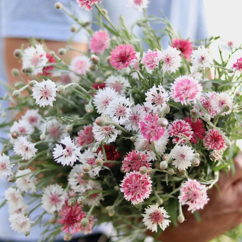 Bachelor's Button 'Classic Romantic' – ANTONIO VALENTE FLOWERS