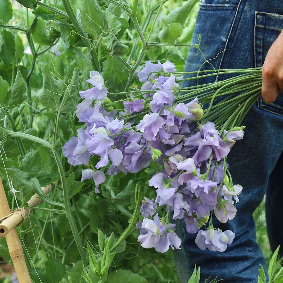 Sweet Pea 'Chelsea Centenary' – ANTONIO VALENTE FLOWERS