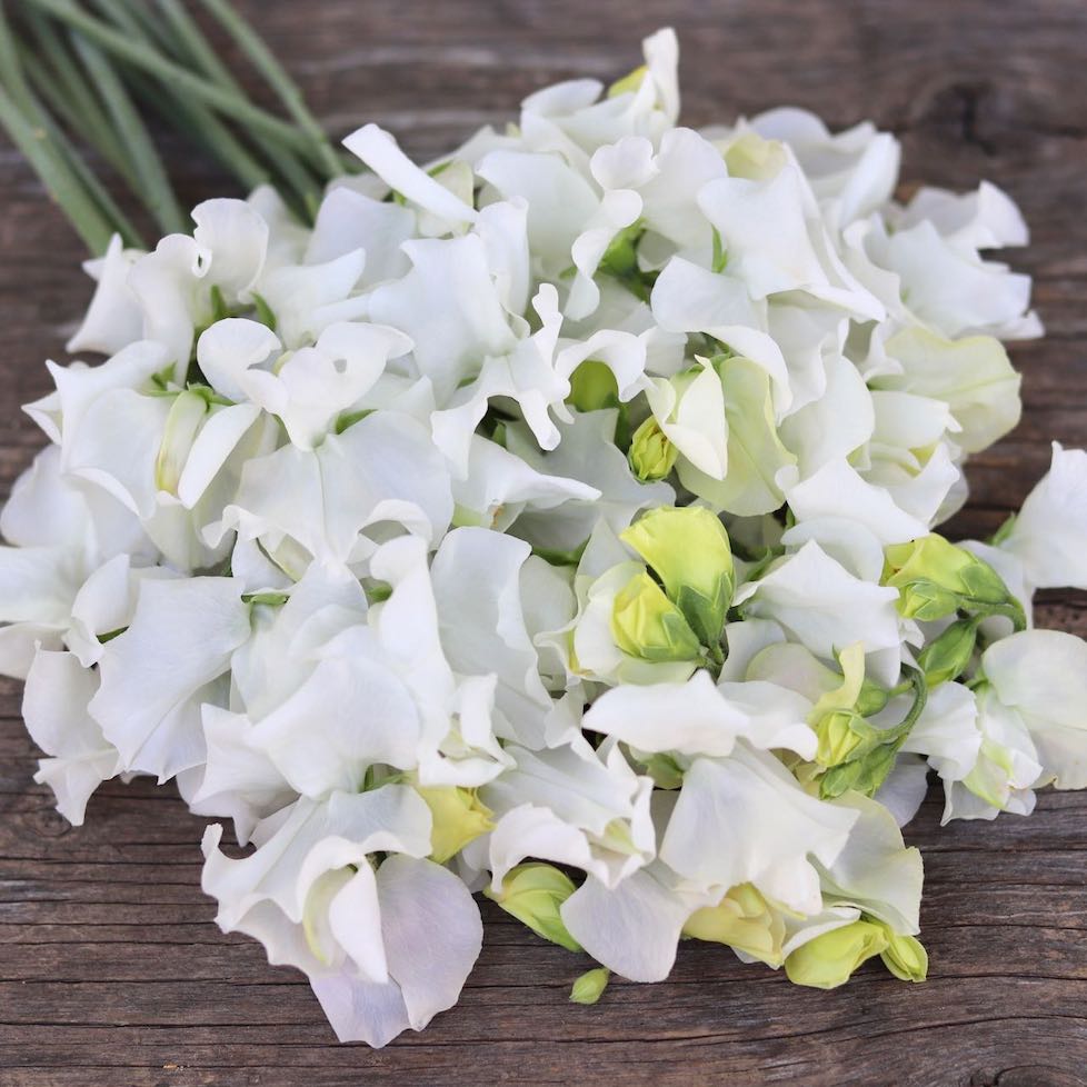 Valentine's Day Gift Set - SWEET PEA – ANTONIO VALENTE FLOWERS