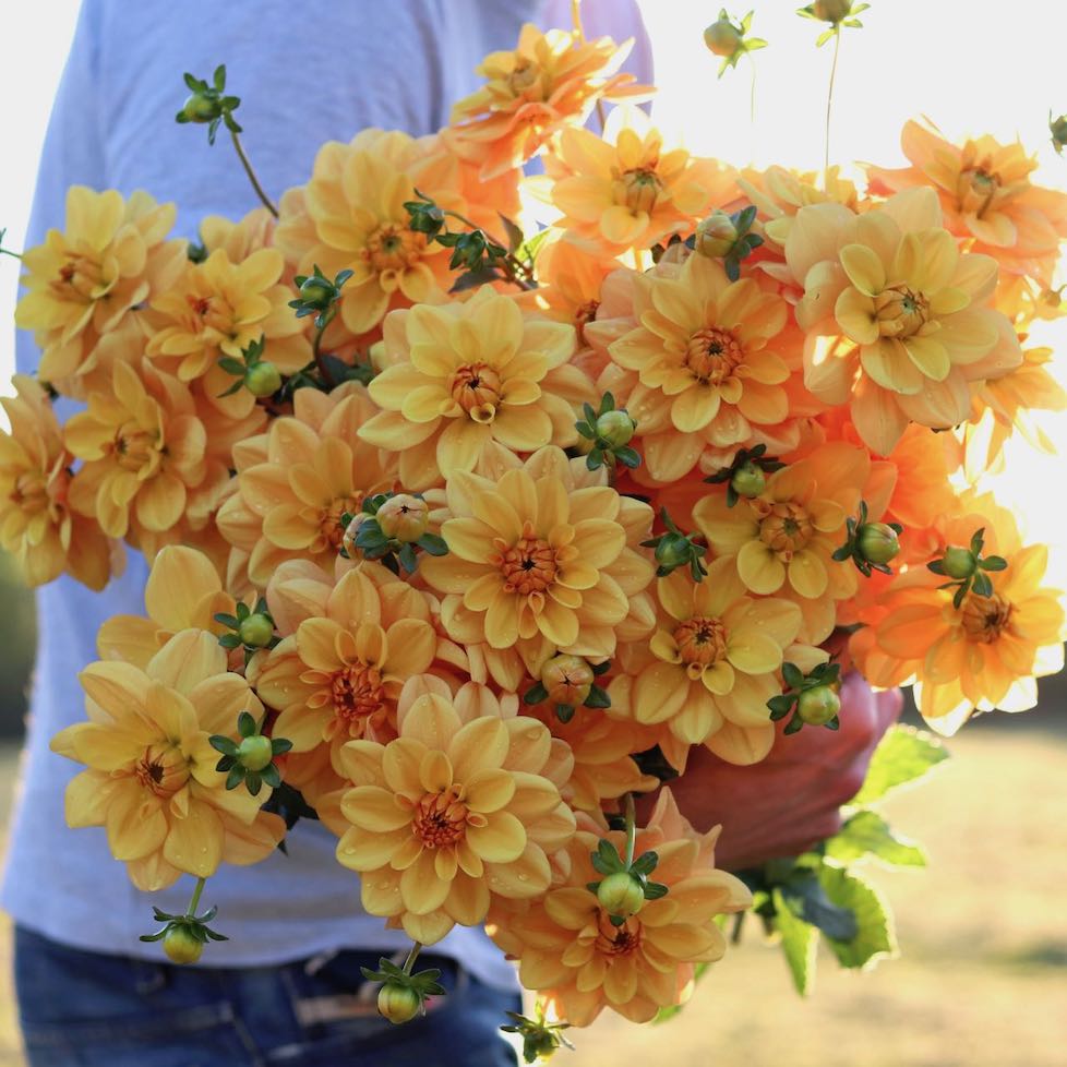 Dahlia 'Ginger Snap' – ANTONIO VALENTE FLOWERS
