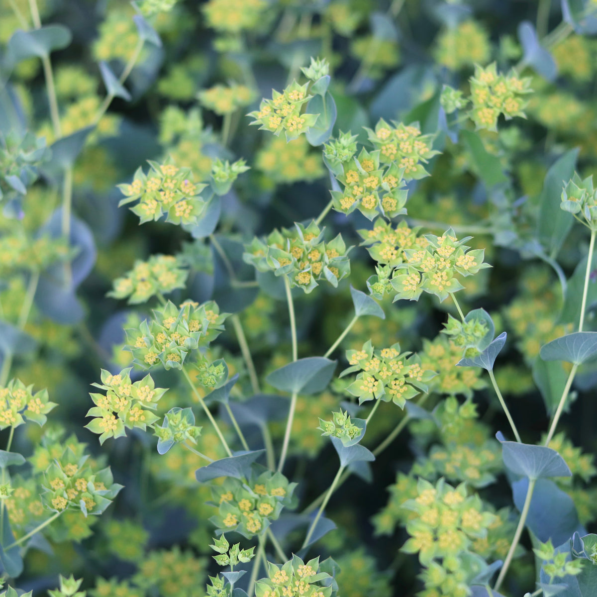 Bupleurum ‘Green Gold’ – ANTONIO VALENTE FLOWERS
