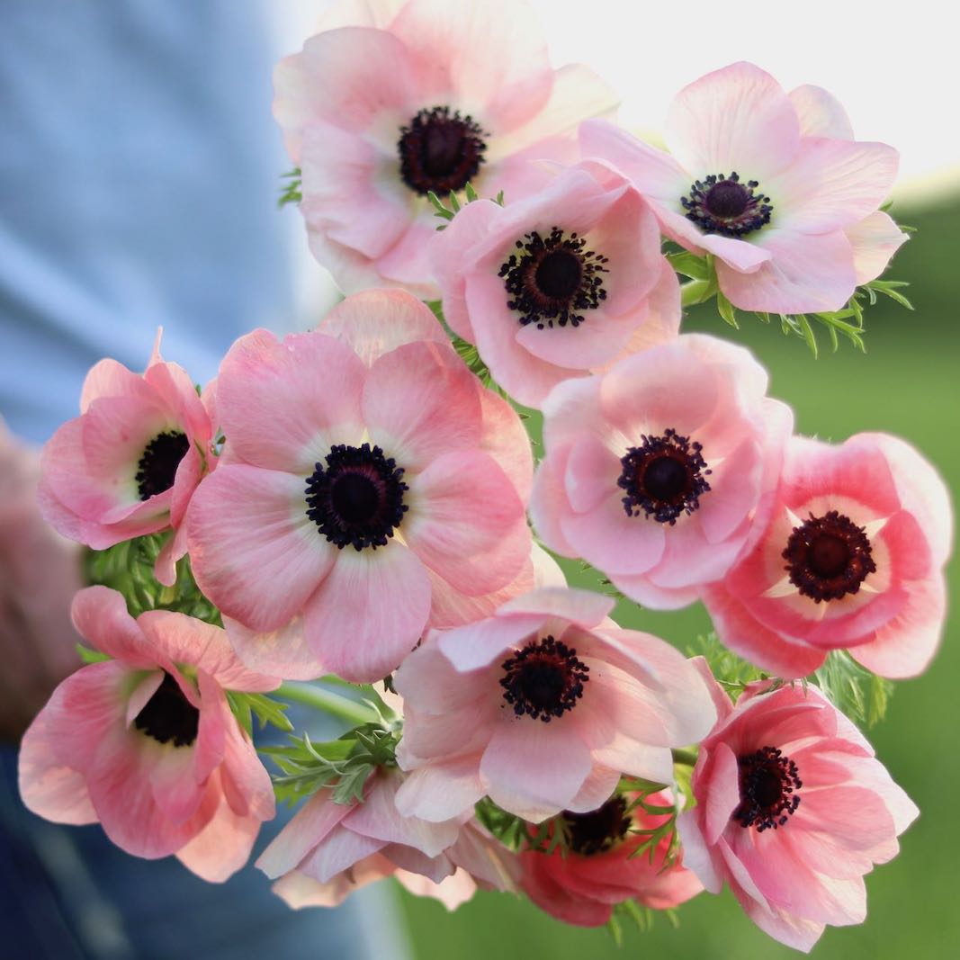 Anemone ‘Rosa Chiaro’ – ANTONIO VALENTE FLOWERS