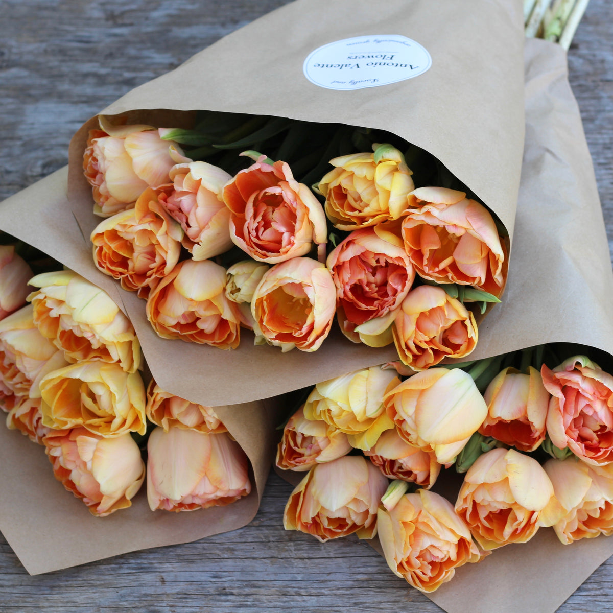 Tulip 'Charming Beauty' – ANTONIO VALENTE FLOWERS