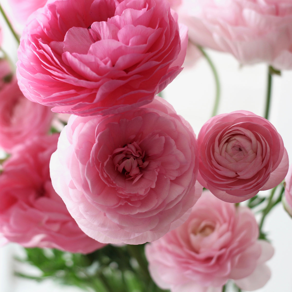 Italian Ranunculus ‘Rosa Chiaro’ – ANTONIO VALENTE FLOWERS