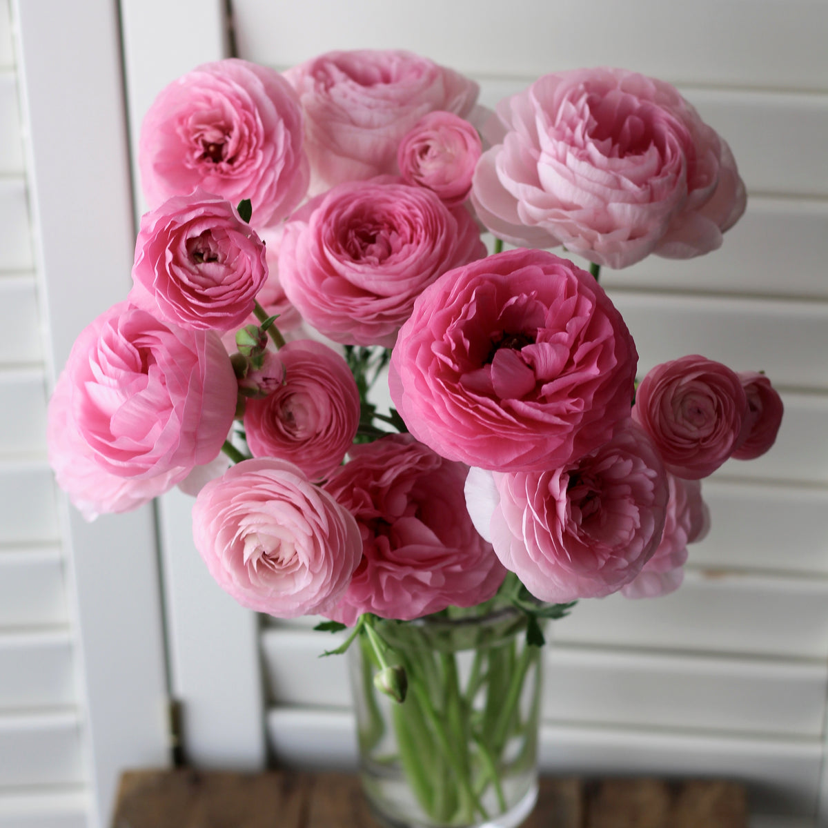 Italian Ranunculus ‘Rosa Chiaro’ – ANTONIO VALENTE FLOWERS