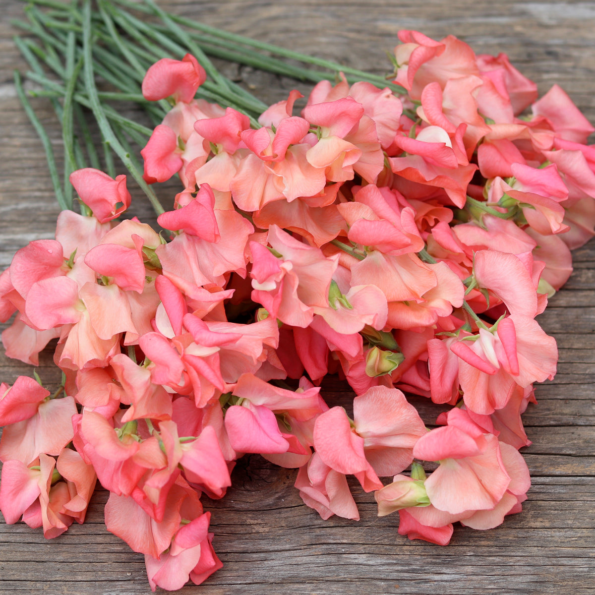 Sweet Pea 'Candy Floss' – ANTONIO VALENTE FLOWERS