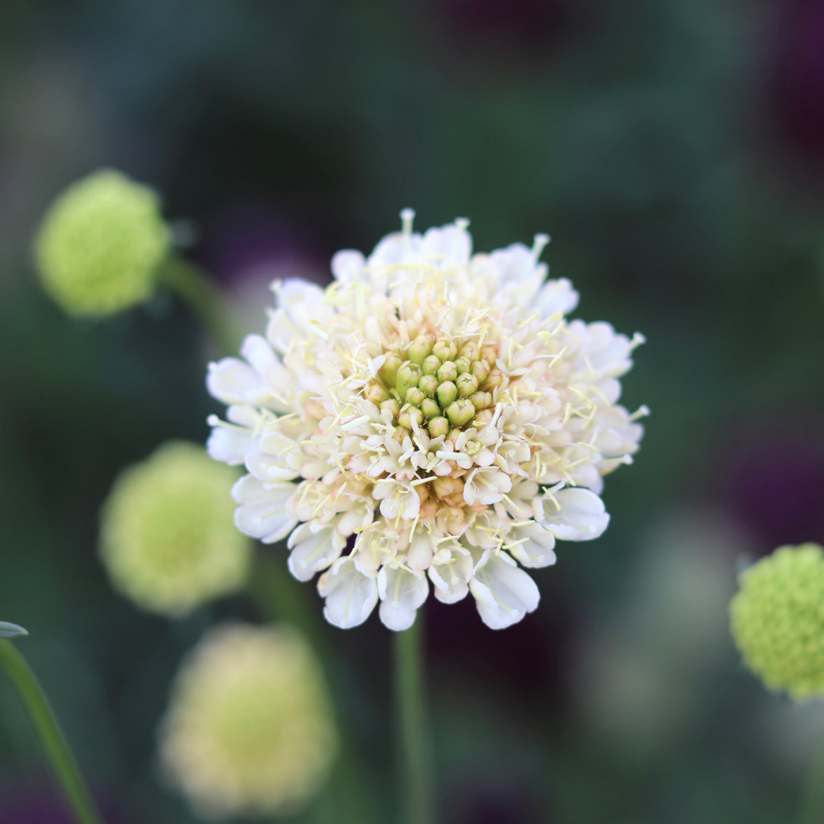 Pincushion Flower 'Fata Morgana' – ANTONIO VALENTE FLOWERS